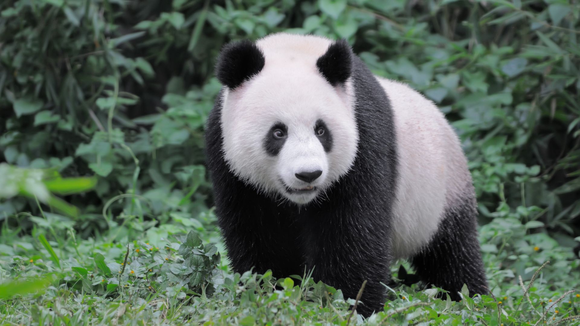 Les traits de caractere des pandas geants