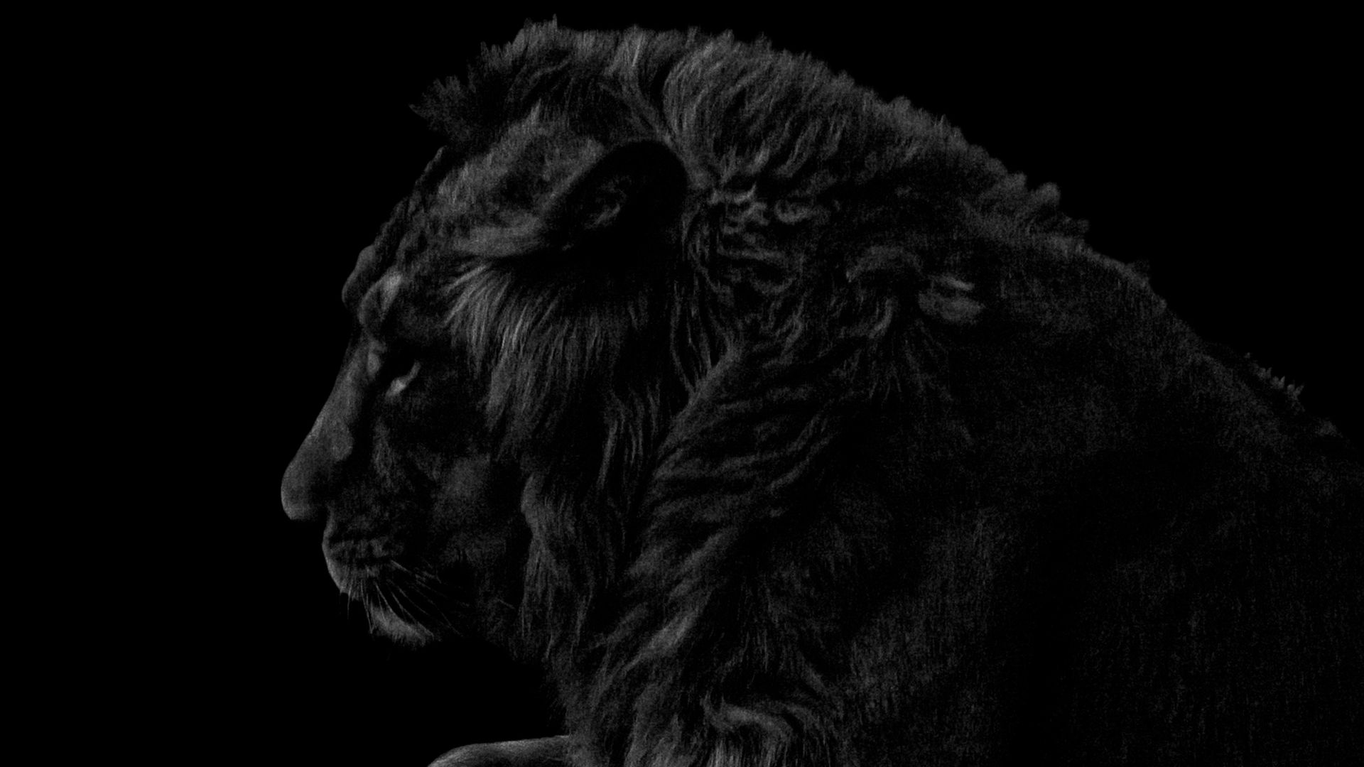 Zoom sur les particularites du lion noir